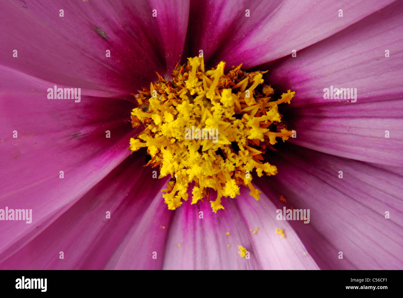 flower close up Stock Photo - Alamy