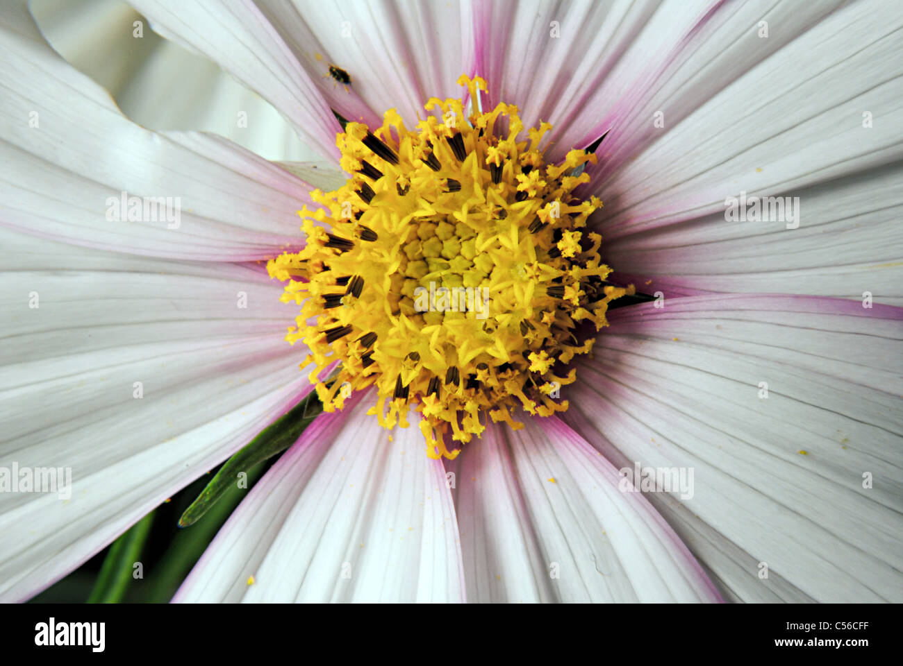 flower close up Stock Photo - Alamy