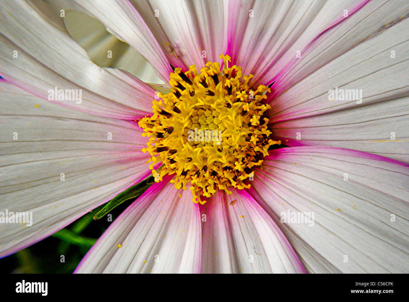 flower close up Stock Photo - Alamy