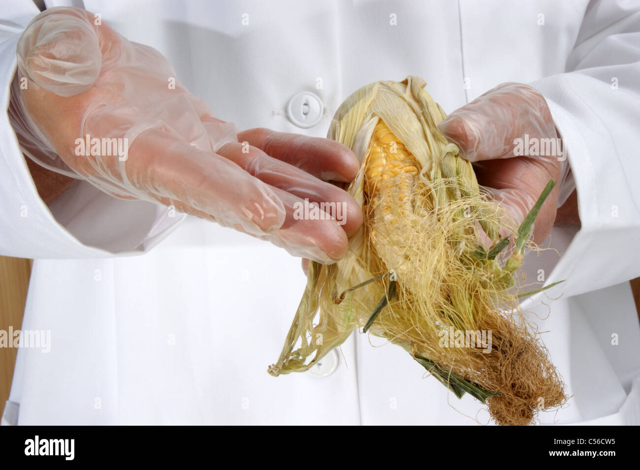 corn cob is being investigated in the food laboratory Stock Photo - Alamy