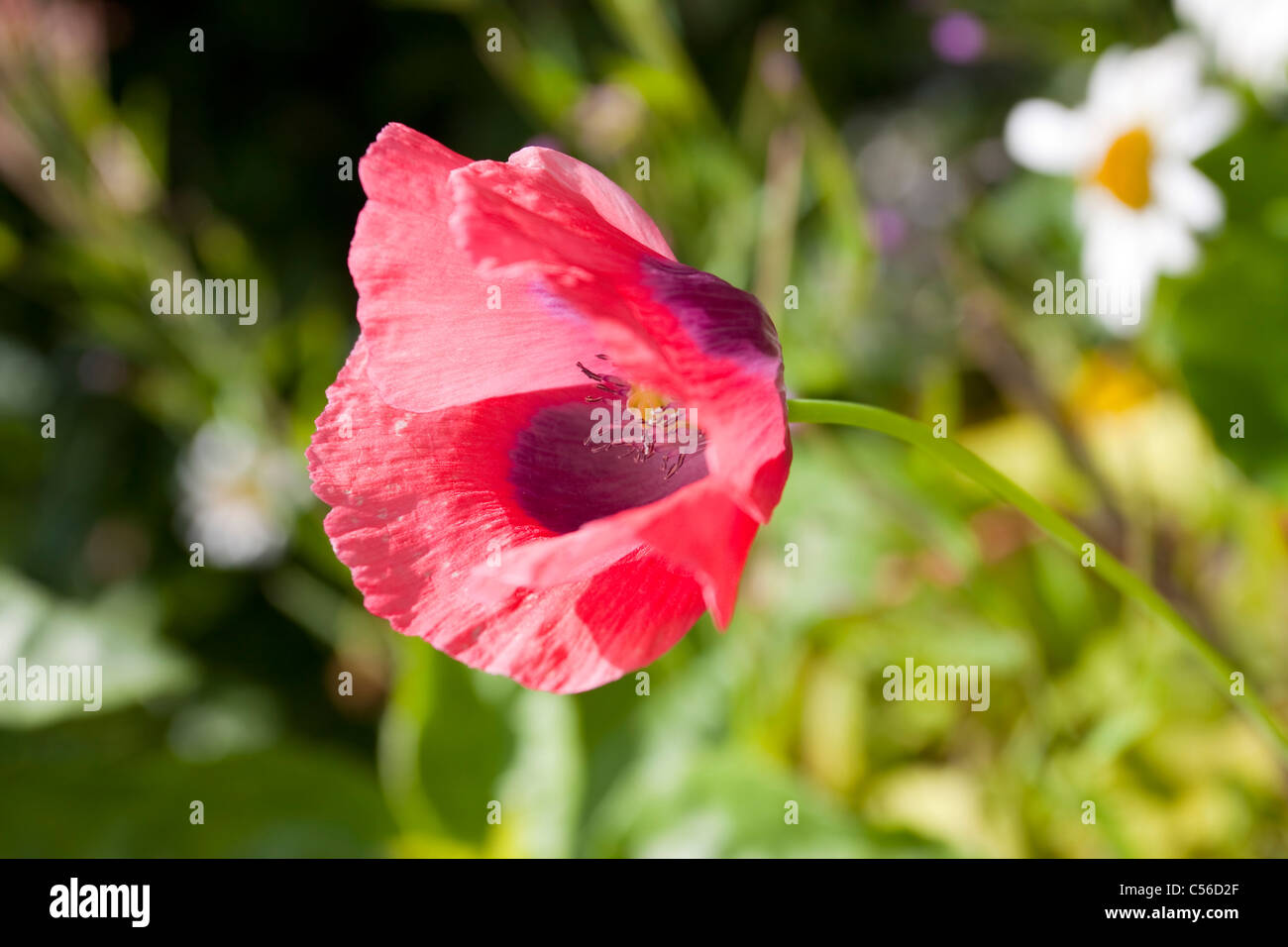 Up close pink poppy hi-res stock photography and images - Alamy