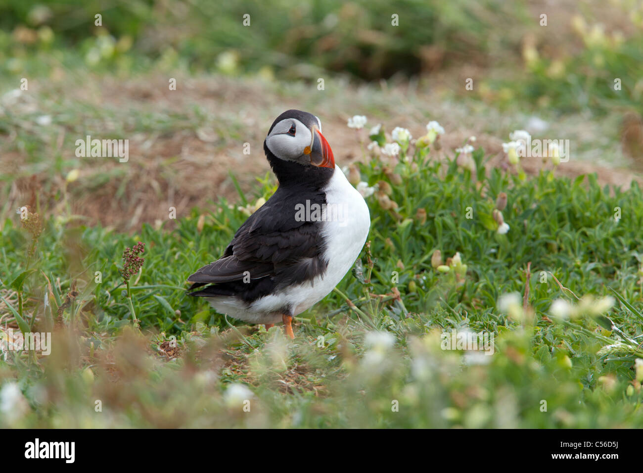 Atlantic puffin in breeding hi-res stock photography and images - Alamy