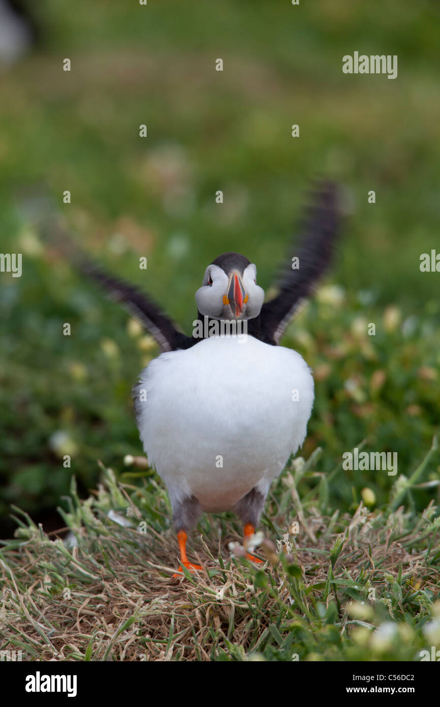 Adult Puffin In Breeding Plumage High Resolution Stock Photography and ...