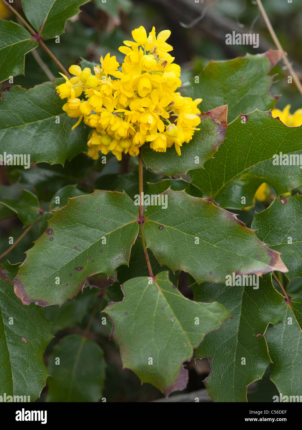 Creeping Barberry (Mahonia repens Stock Photo - Alamy