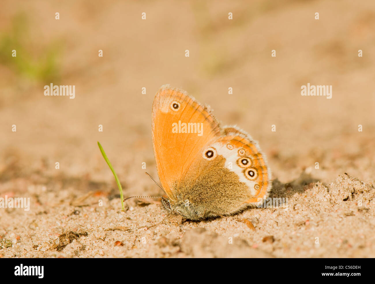 Arcania butterfly hi-res stock photography and images - Alamy