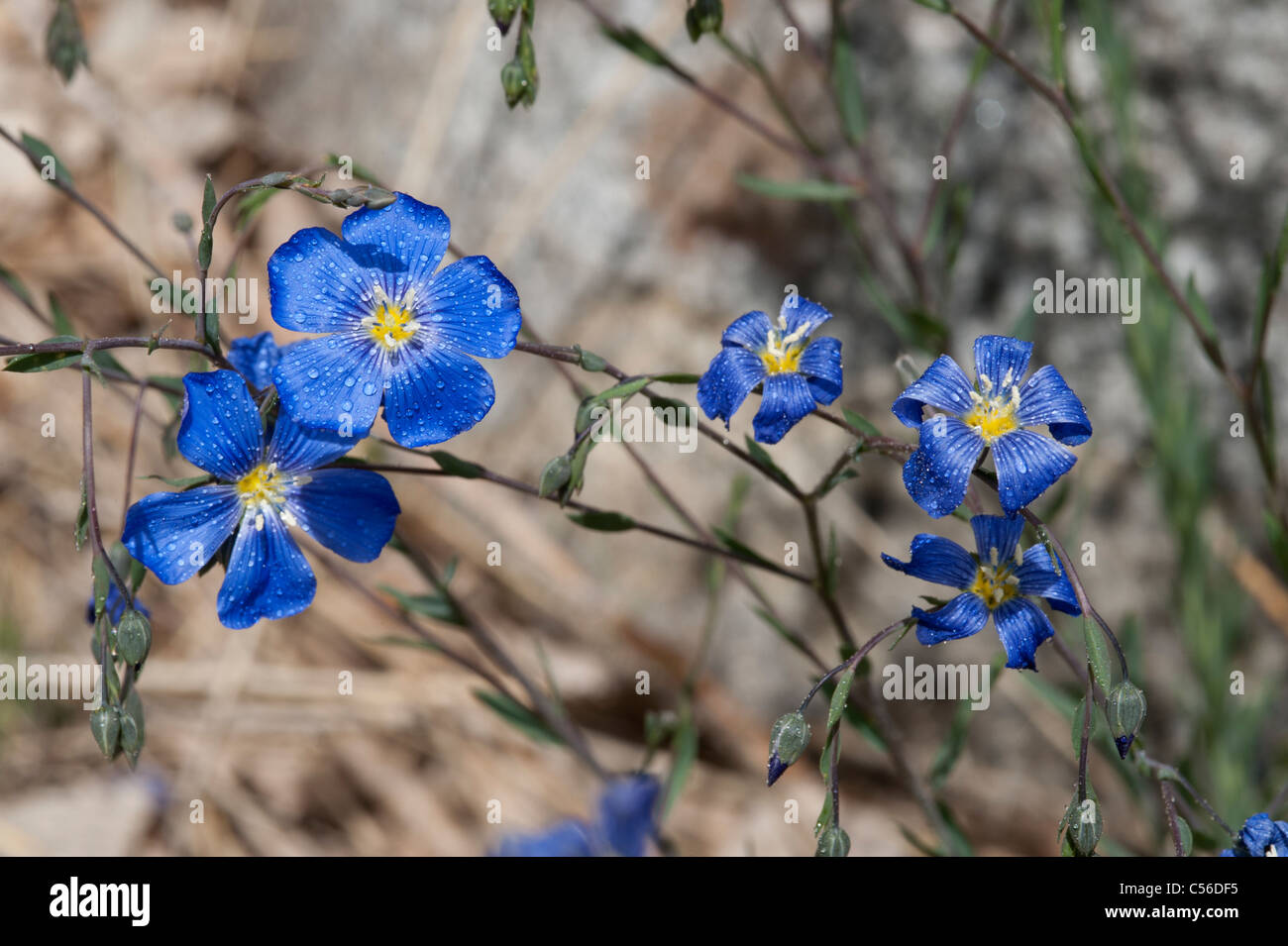 Wild Blue Flax (Linum lewisii or Adenolinum lewisii). Found next to ...
