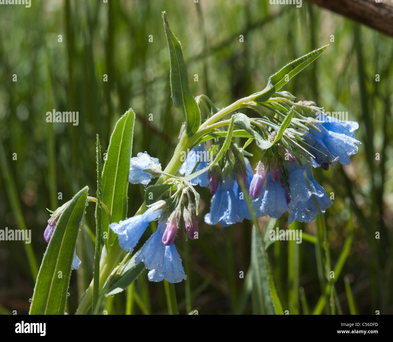 Bluebells mountain hi-res stock photography and images - Alamy