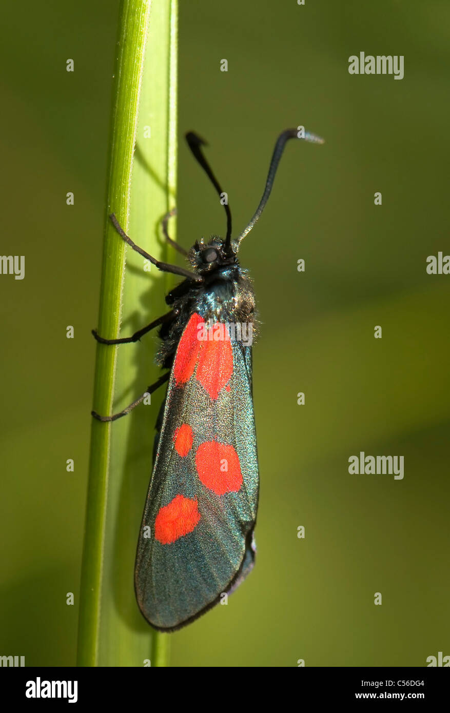 Butterfly zygaena hi-res stock photography and images - Alamy