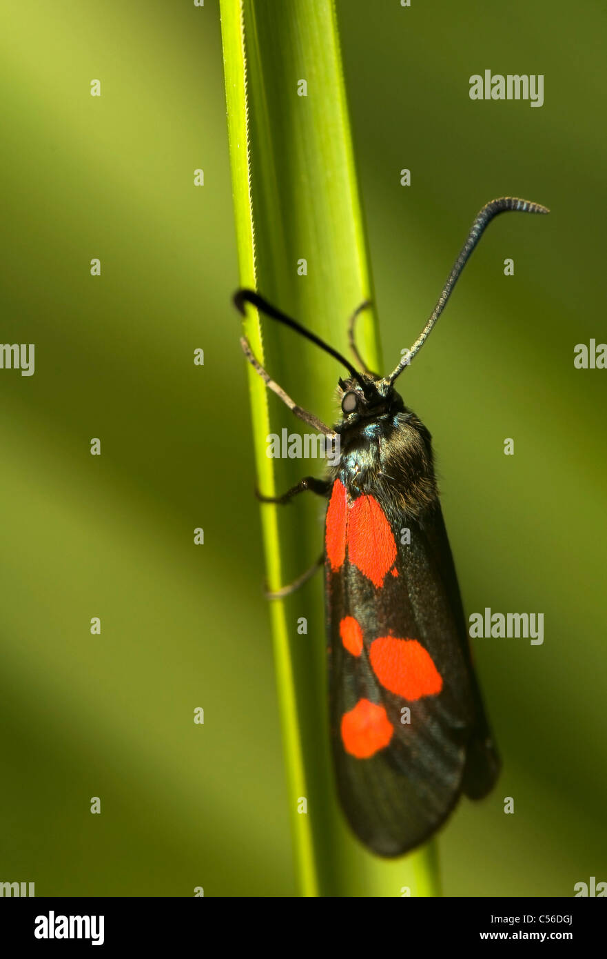 Butterfly zygaena hi-res stock photography and images - Alamy