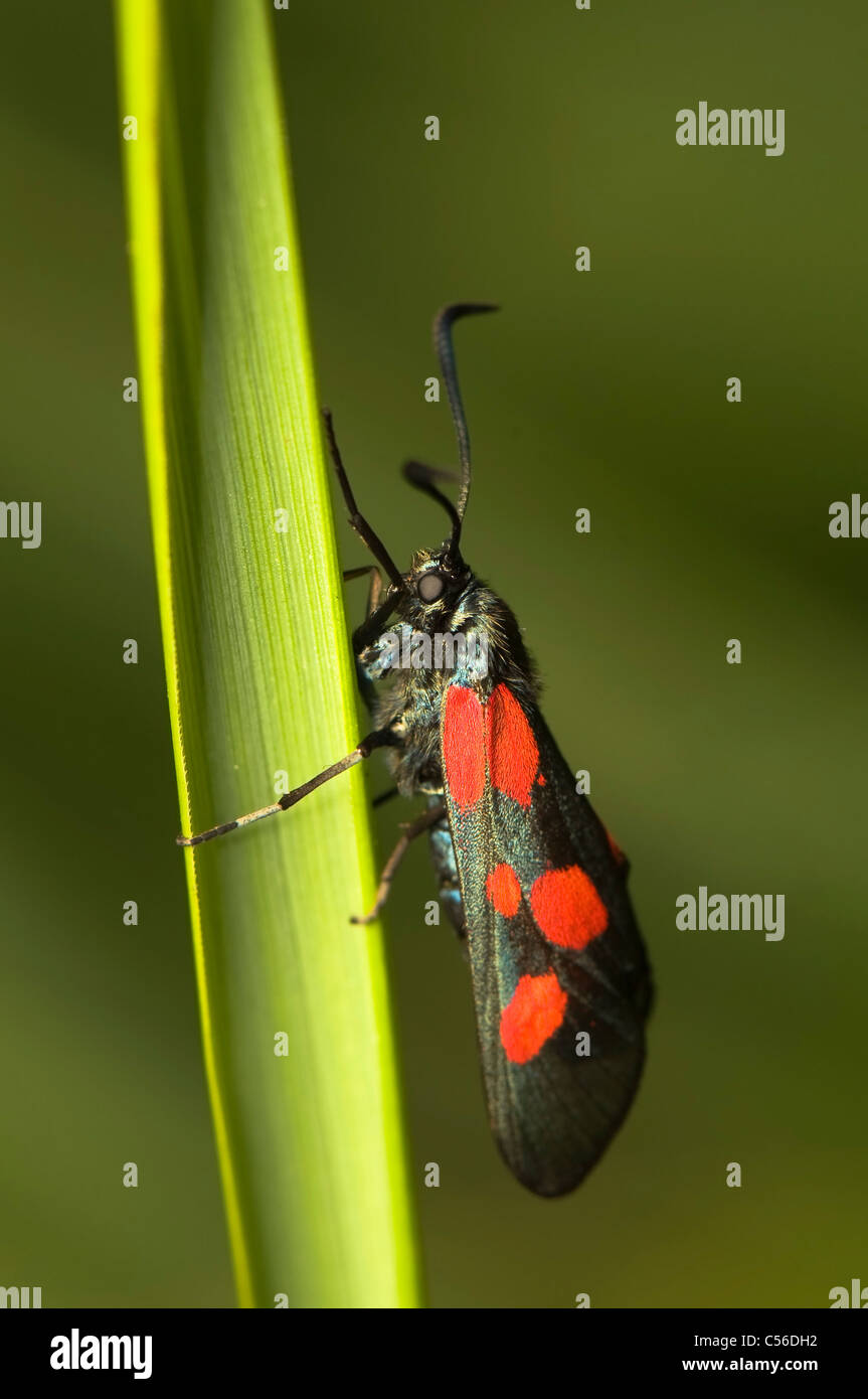 Viciae hi-res stock photography and images - Alamy