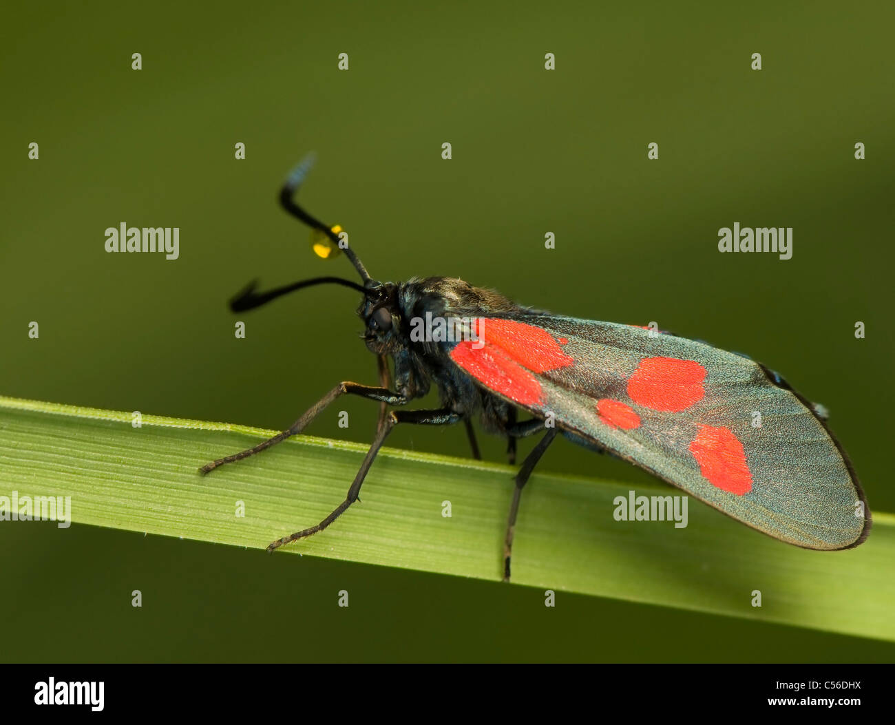 Butterfly zygaena hi-res stock photography and images - Alamy