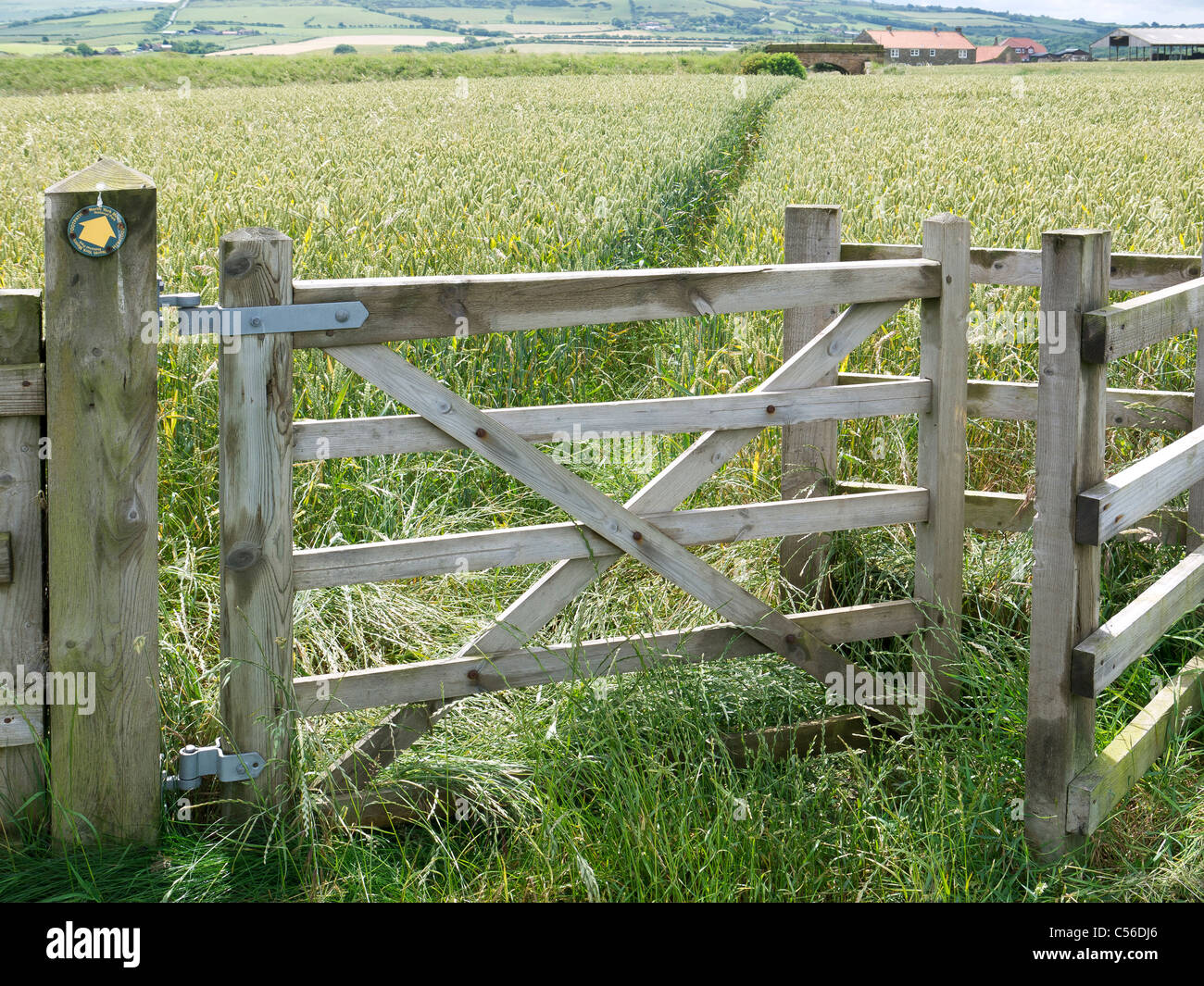 Path through wheat field hi-res stock photography and images - Alamy
