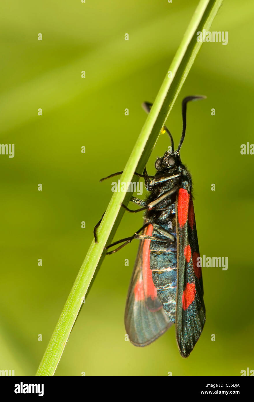 Viciae hi-res stock photography and images - Alamy