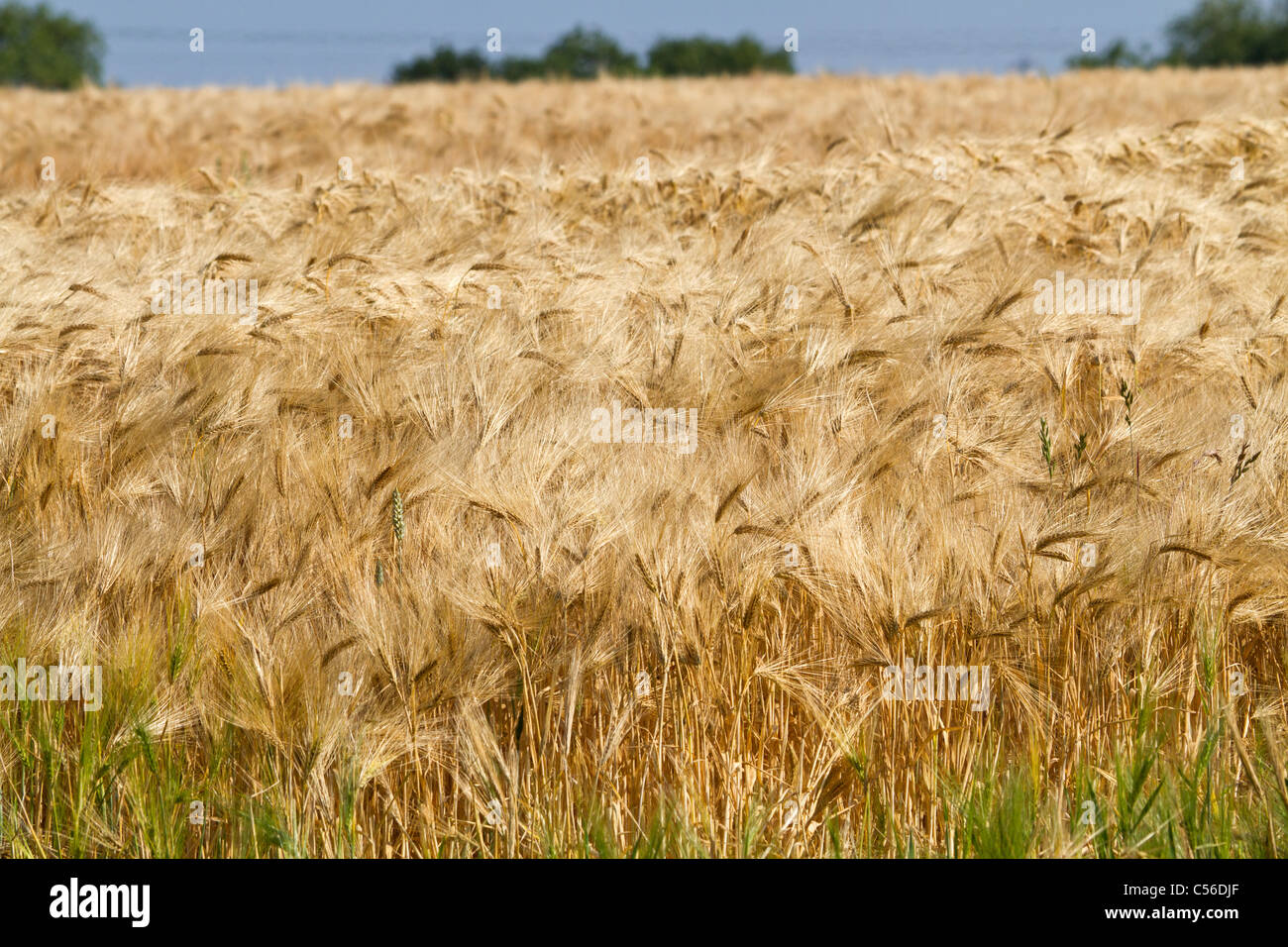 Field of Barley almost ready for harvesting Stock Photo - Alamy