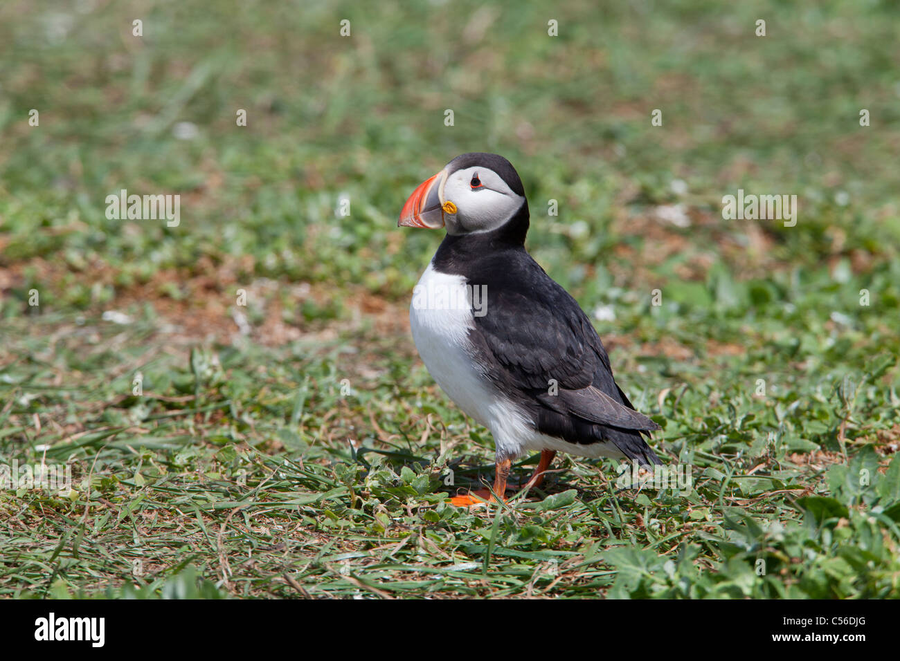 Adult puffin in breeding plumage hi-res stock photography and images ...
