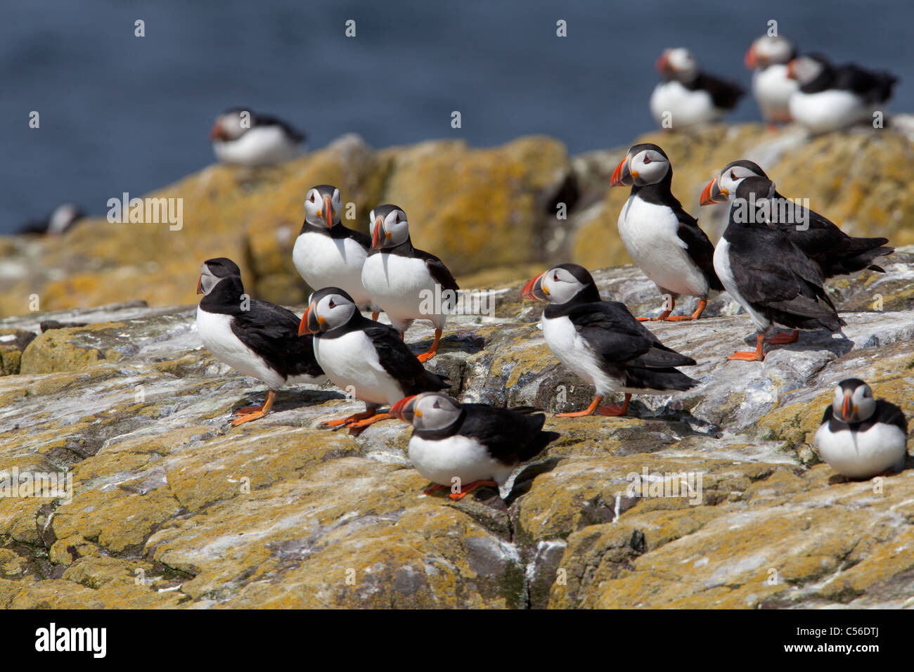 Atlantic Puffin Fratercula arctica adult flock in breeding plumage at ...