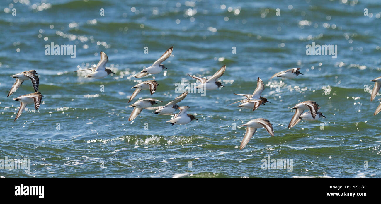 A flock of dunlin flying along the water's edge Stock Photo - Alamy