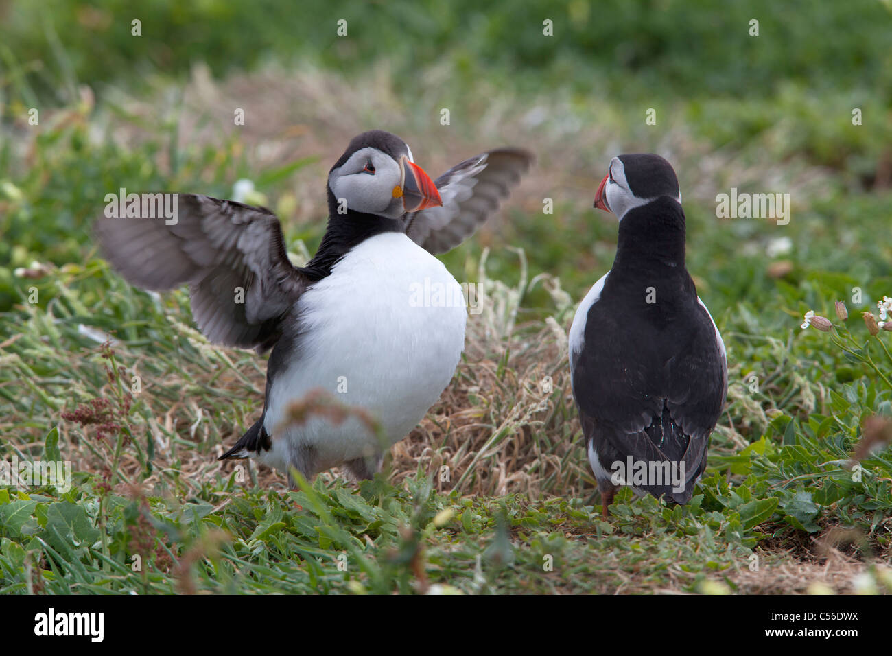 Flapping one wing hi-res stock photography and images - Alamy