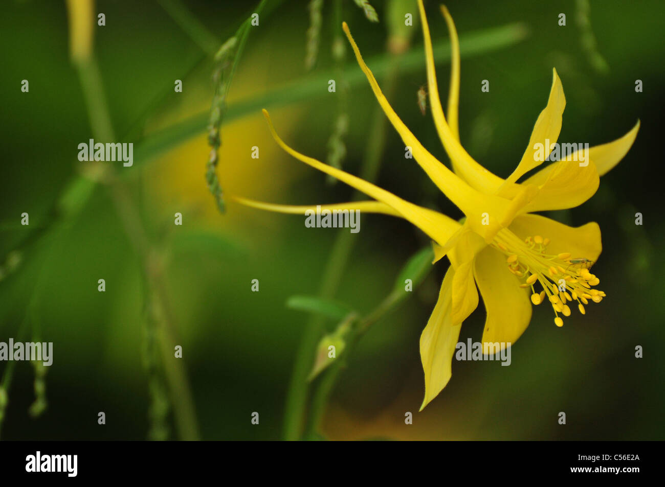Golden Columbine, (Aquilegia chrysantha), grows on Mount Lemmon, Santa ...