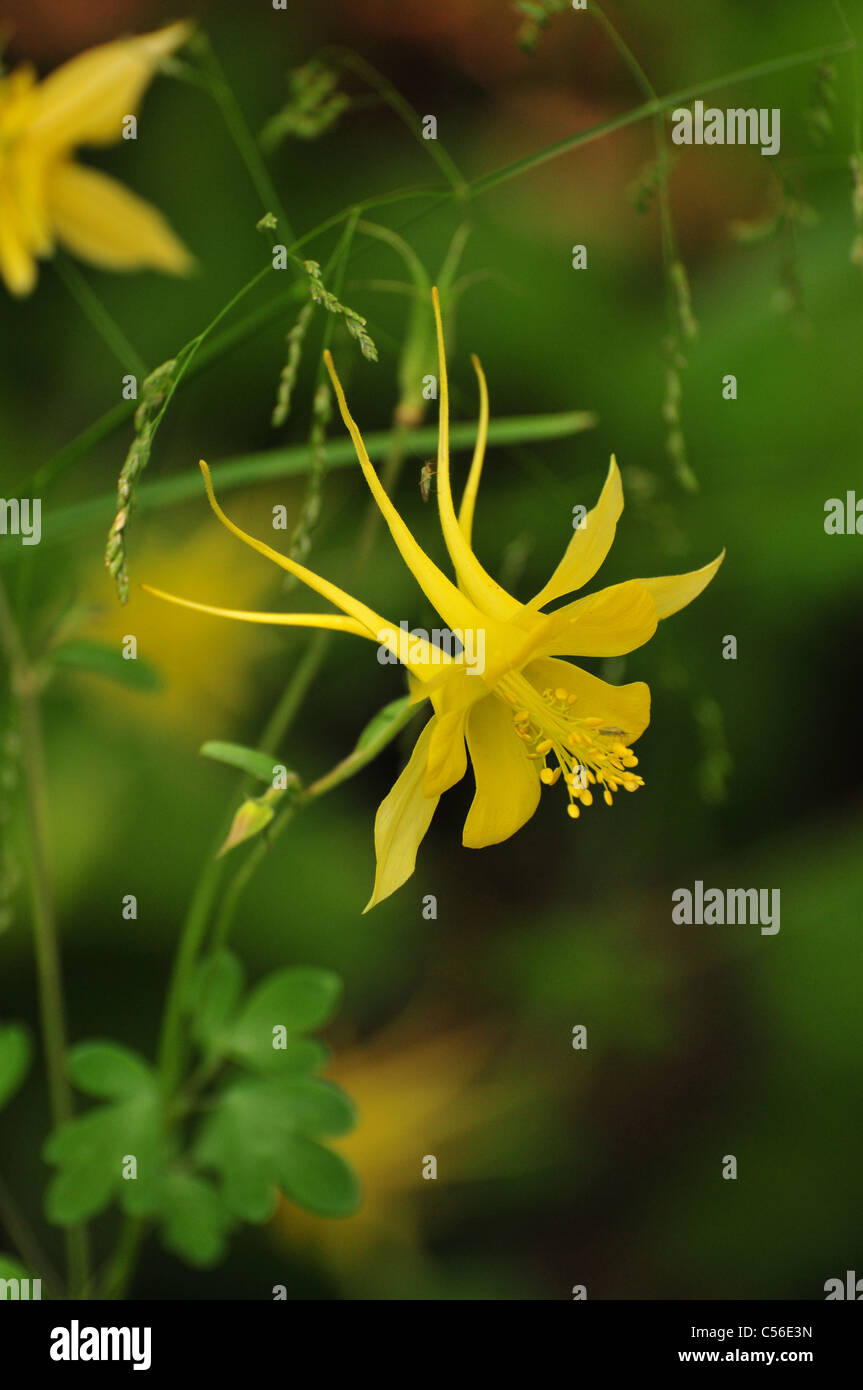 Golden Columbine, (Aquilegia chrysantha), grows on Mount Lemmon, Santa ...