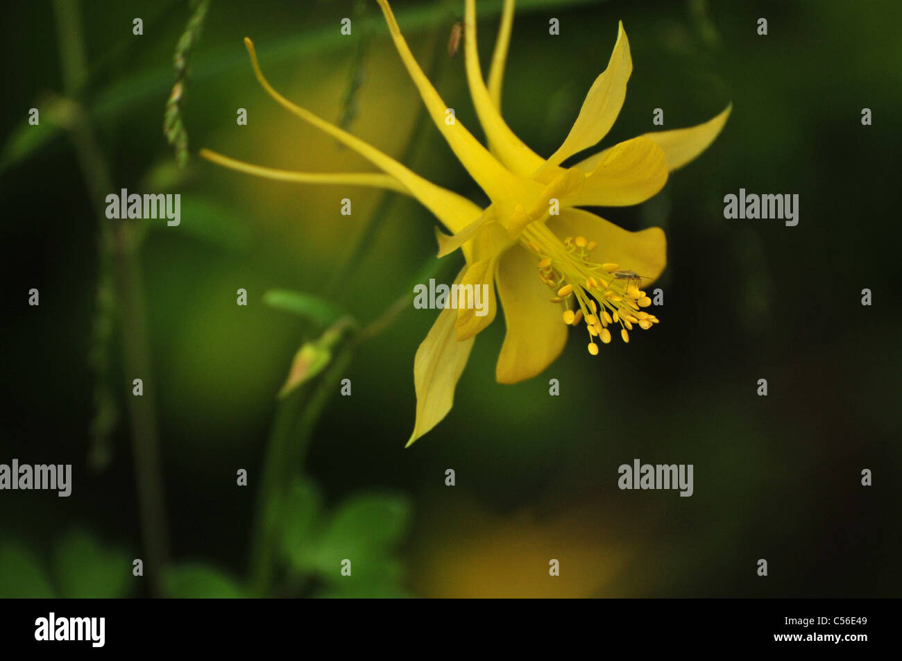 Golden Columbine, (Aquilegia chrysantha), grows on Mount Lemmon, Santa ...