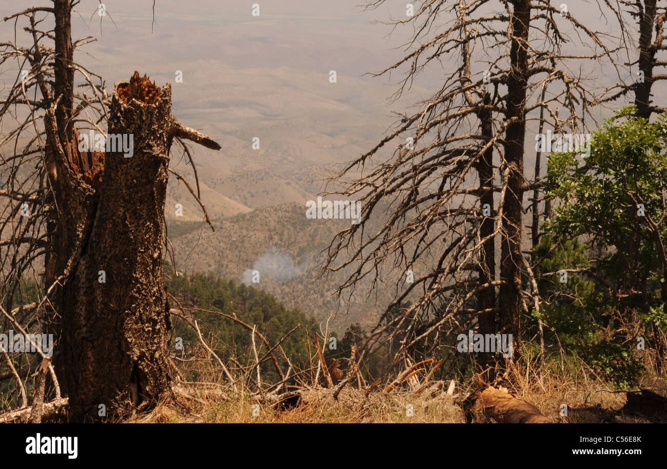 A small fire burns on Mount Lemmon, Coronado National Forest, Santa ...
