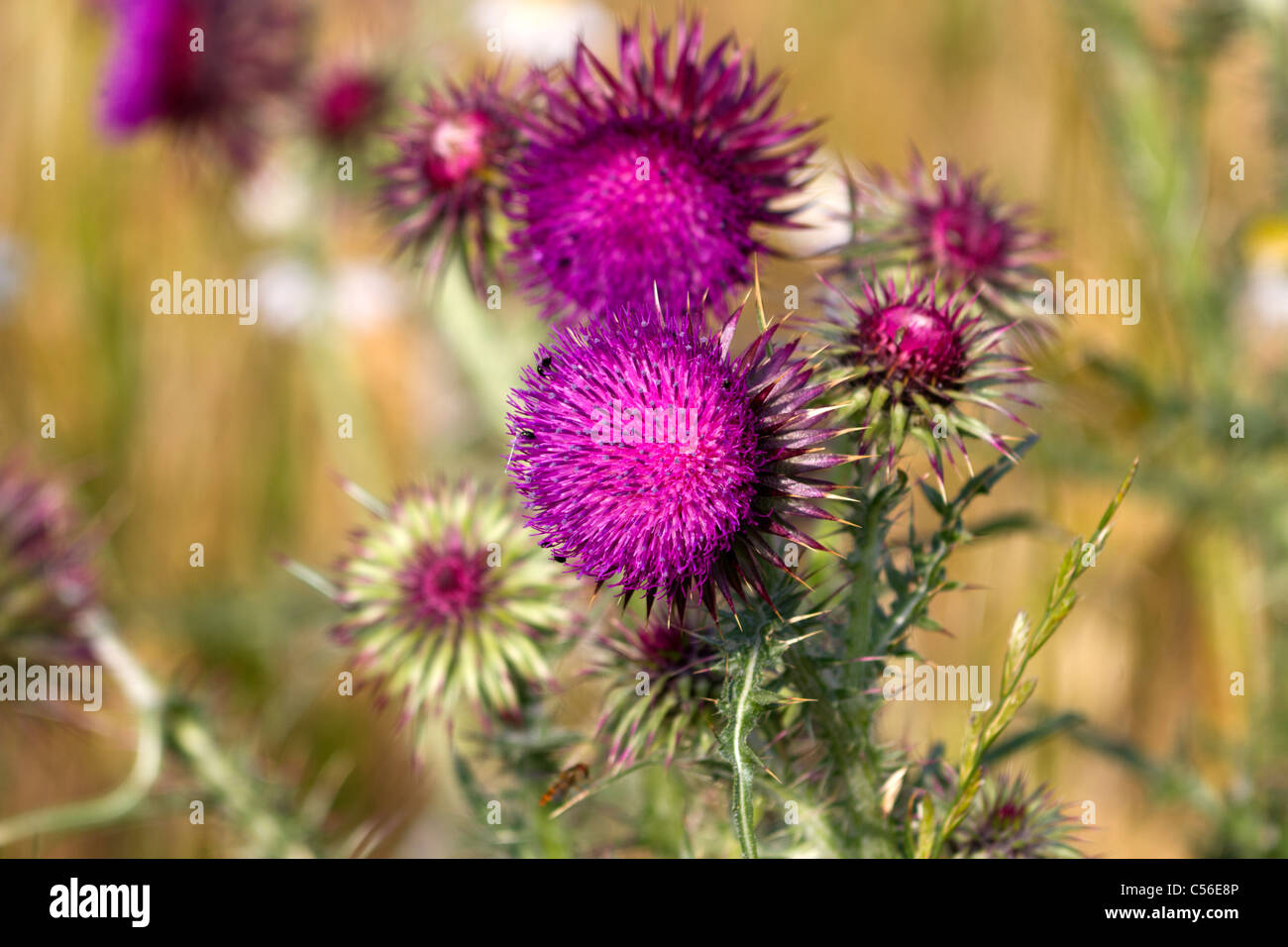Thistle growing in a field Stock Photo - Alamy