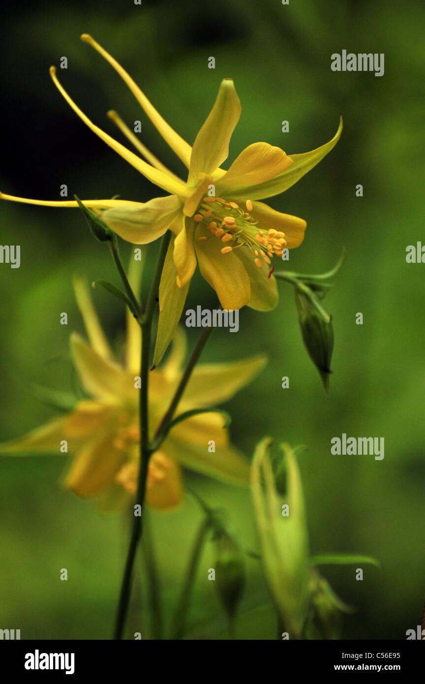 Golden Columbine, (Aquilegia chrysantha), grows on Mount Lemmon, Santa ...
