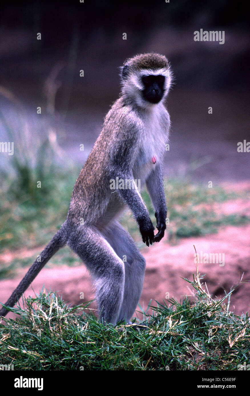 Black Faced Vervet Monkey, Masai Mara, Kenya Stock Photo - Alamy