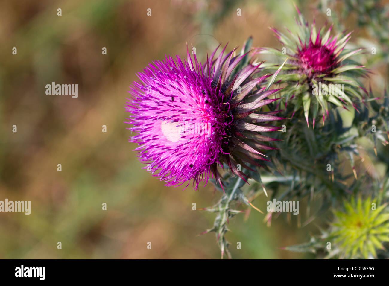 Thistle growing in a field Stock Photo - Alamy