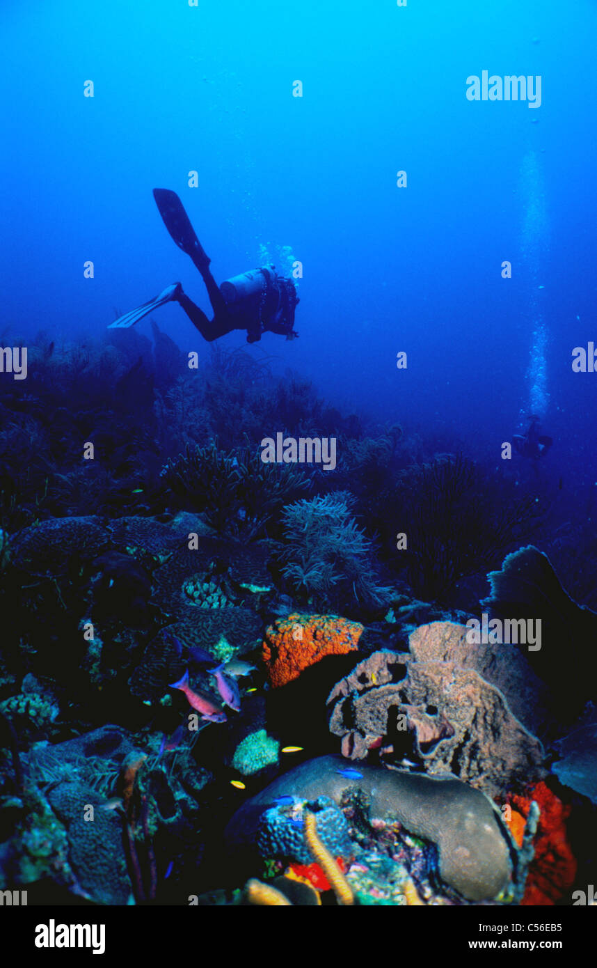 Scuba diver over coral reef, Barbados Stock Photo - Alamy