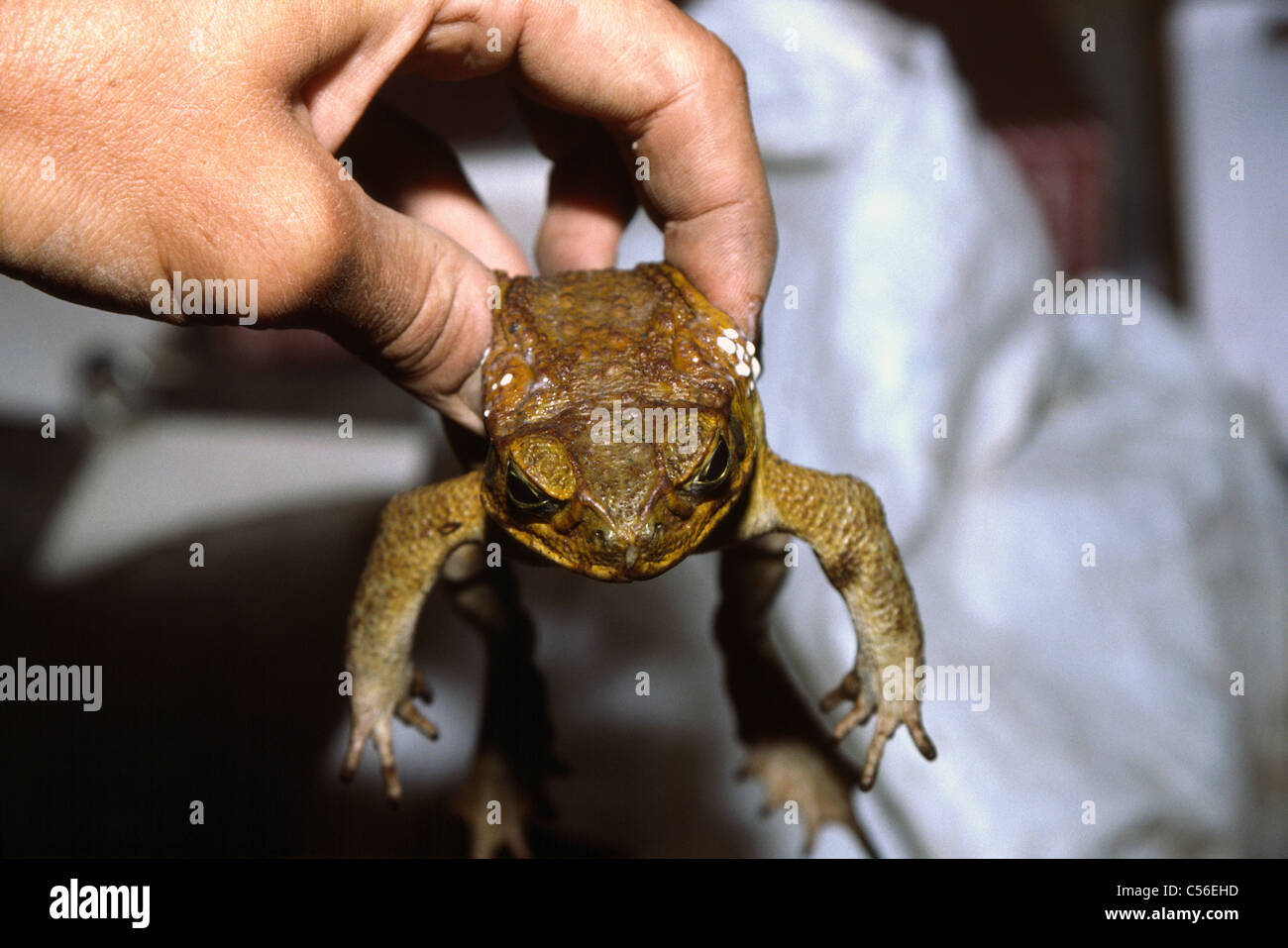 Cane toad poison hi-res stock photography and images - Alamy