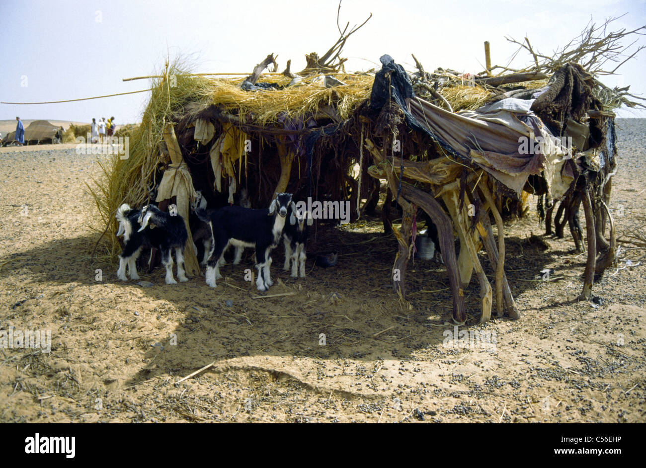 Berber tent, Morocco Stock Photo - Alamy