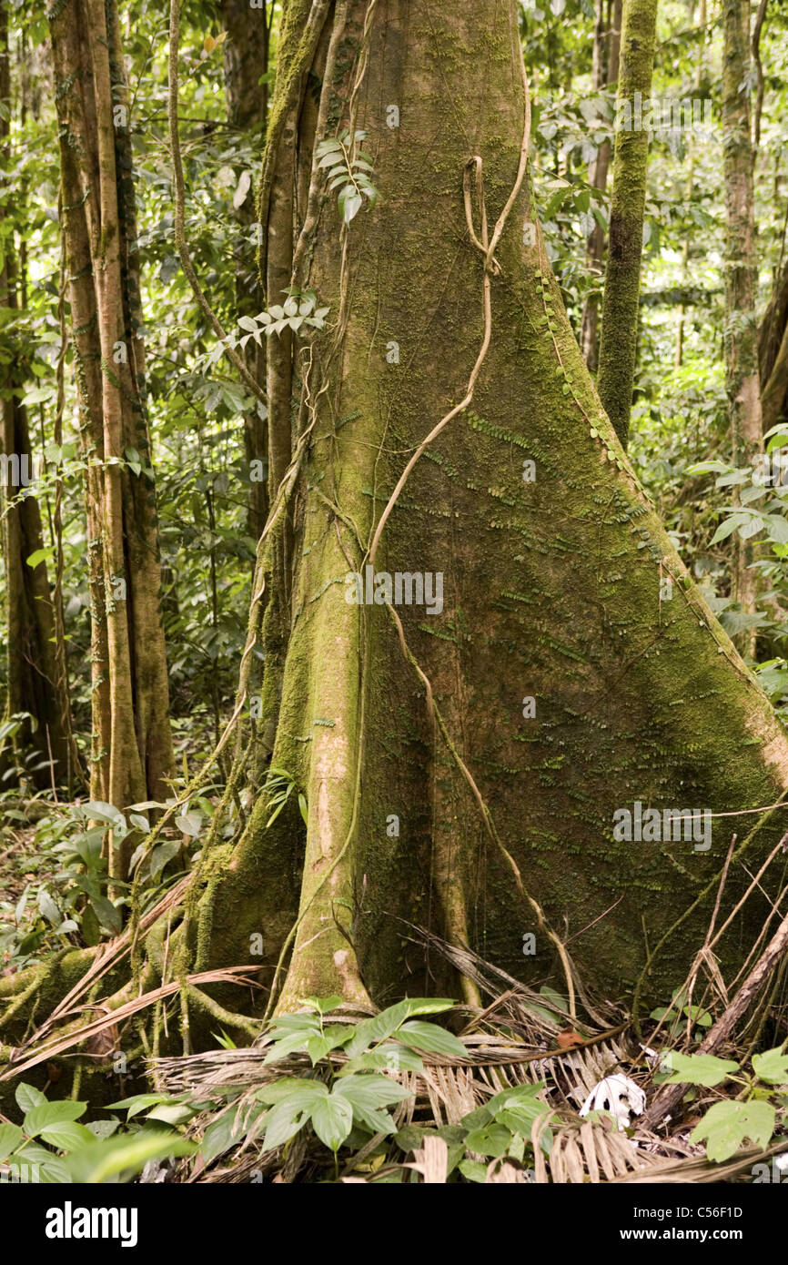 Rainforest butress tree, St Lucia Stock Photo - Alamy