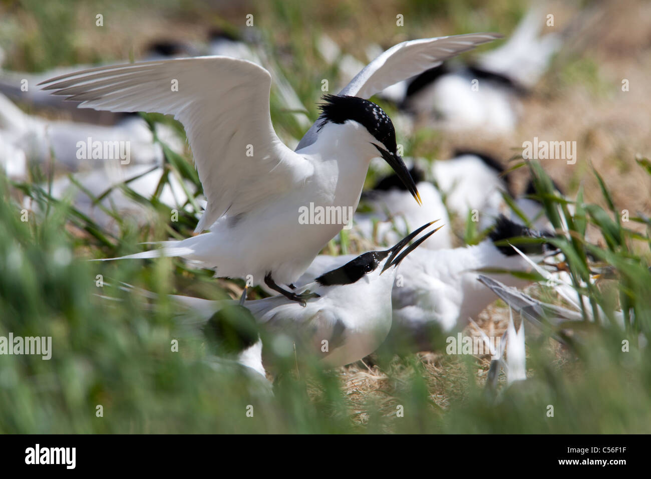Sandwich Tern Sterna sandvicensus adult pair in breeding plumage mating ...