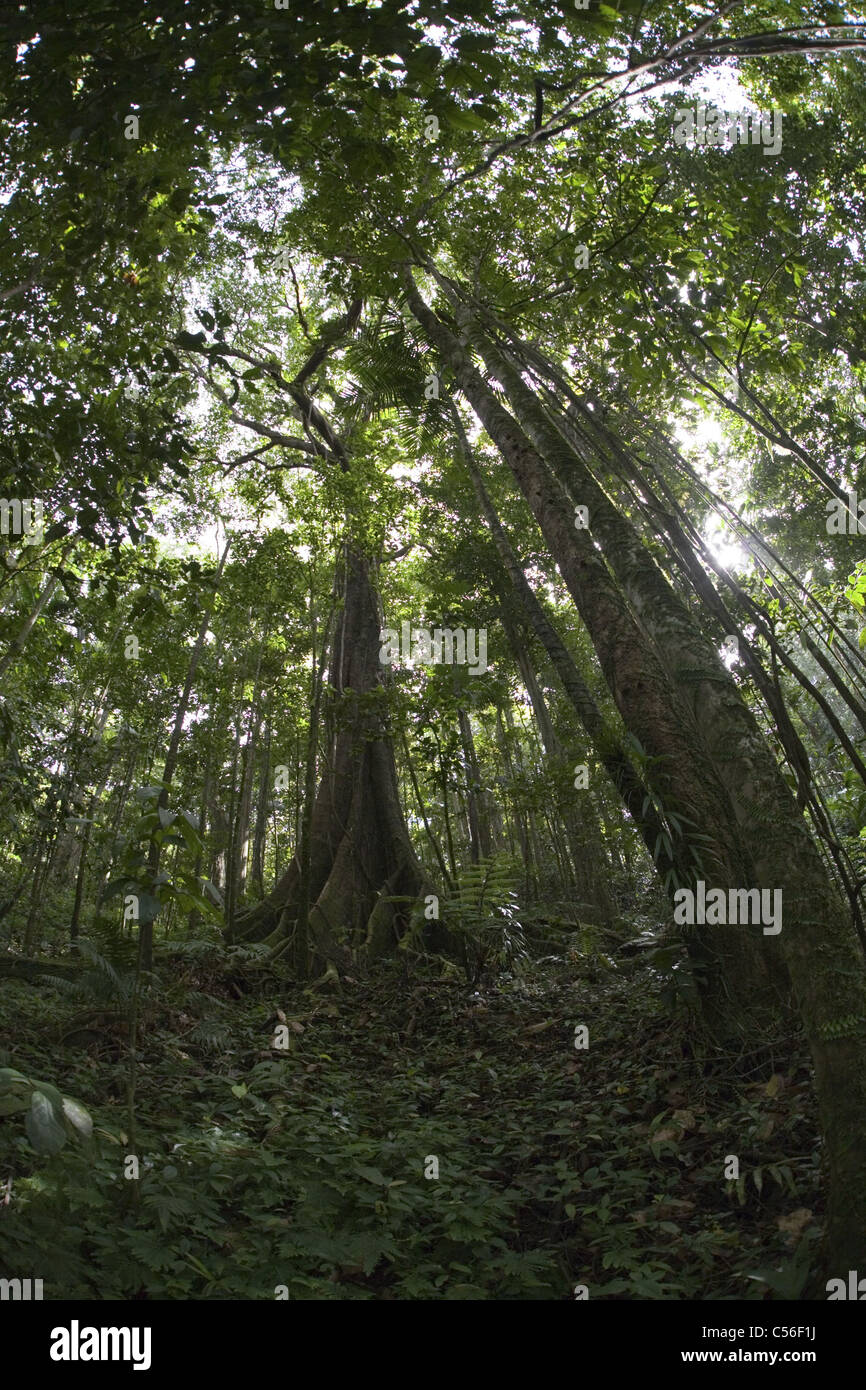Rainforest australia hi-res stock photography and images - Alamy