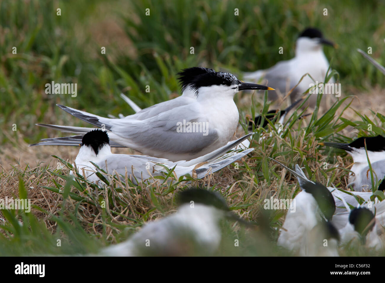 Sandwich Tern Sterna sandvicensis adult in breeding plumage in breeding ...