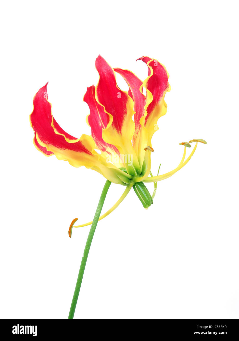 Gloriosa flower isolated Stock Photo - Alamy