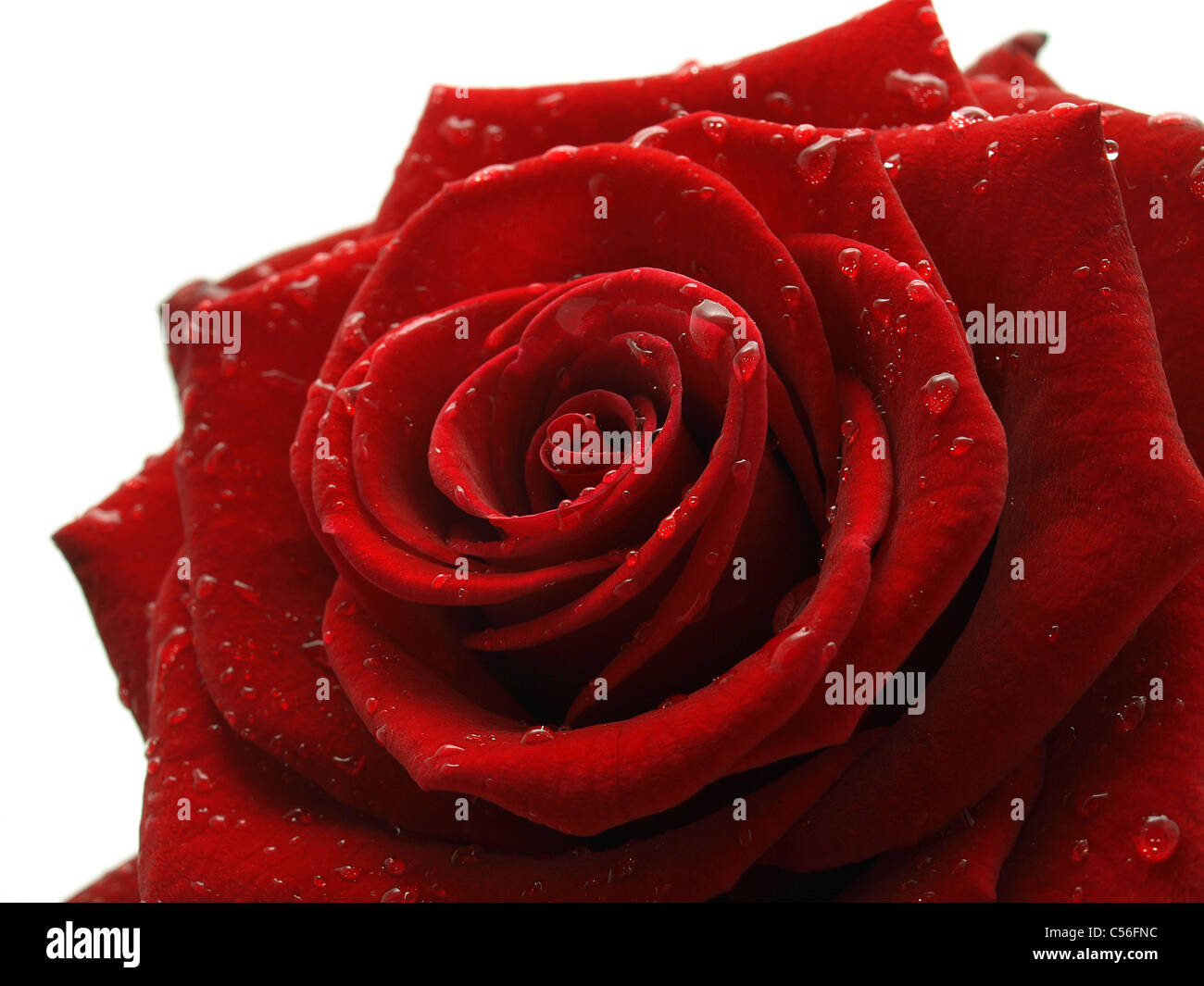 Red rose isolated Stock Photo - Alamy