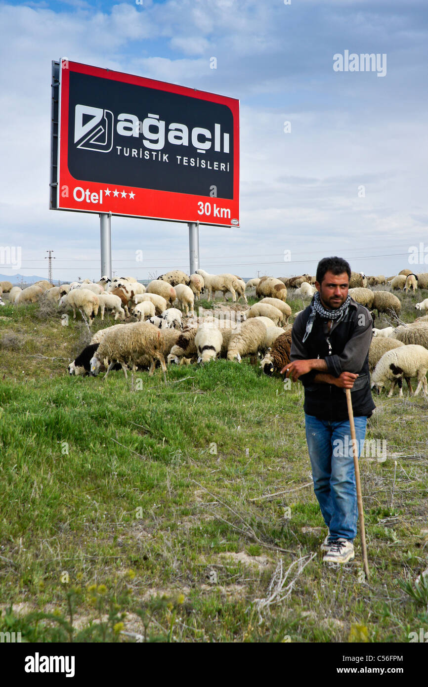 Shepherd tending sheep, Anatolia, Turkey Stock Photo - Alamy