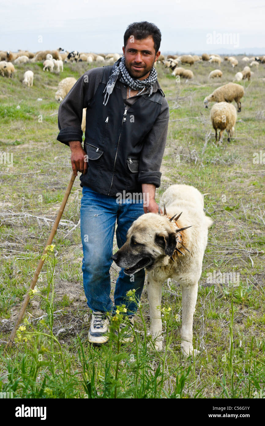 Shepherd and guard dog with flock of sheep, Anatolia, Turkey Stock ...