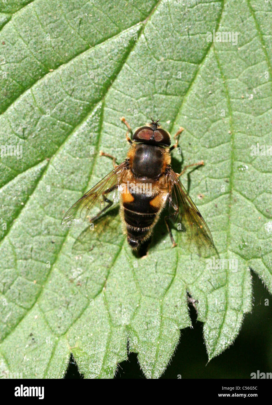Hoverfly, Eristalis interruptus, Syrphidae, Diptera. A Common Type of ...