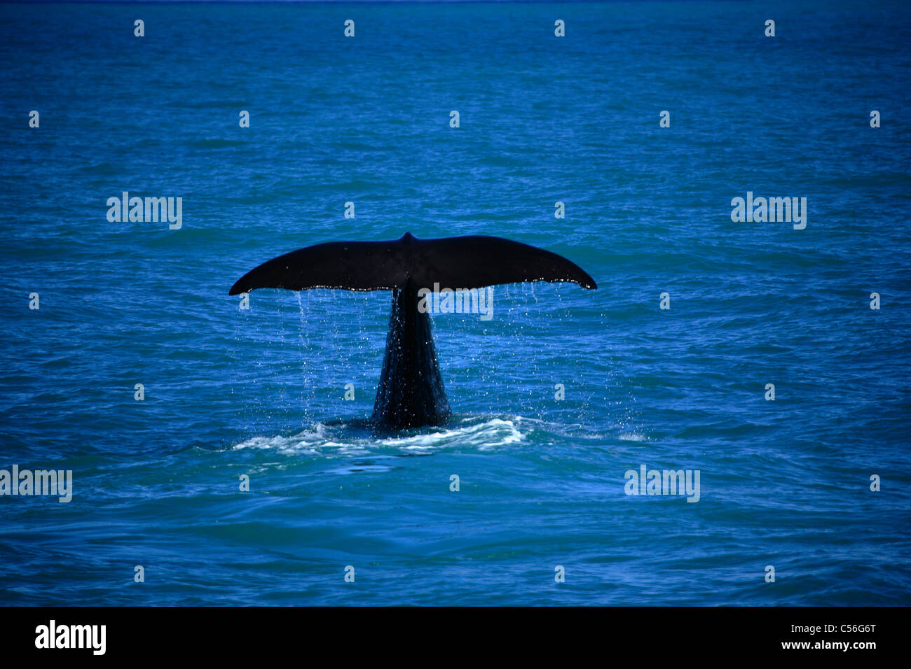 Humpback whale tail fin, New zealand Stock Photo - Alamy