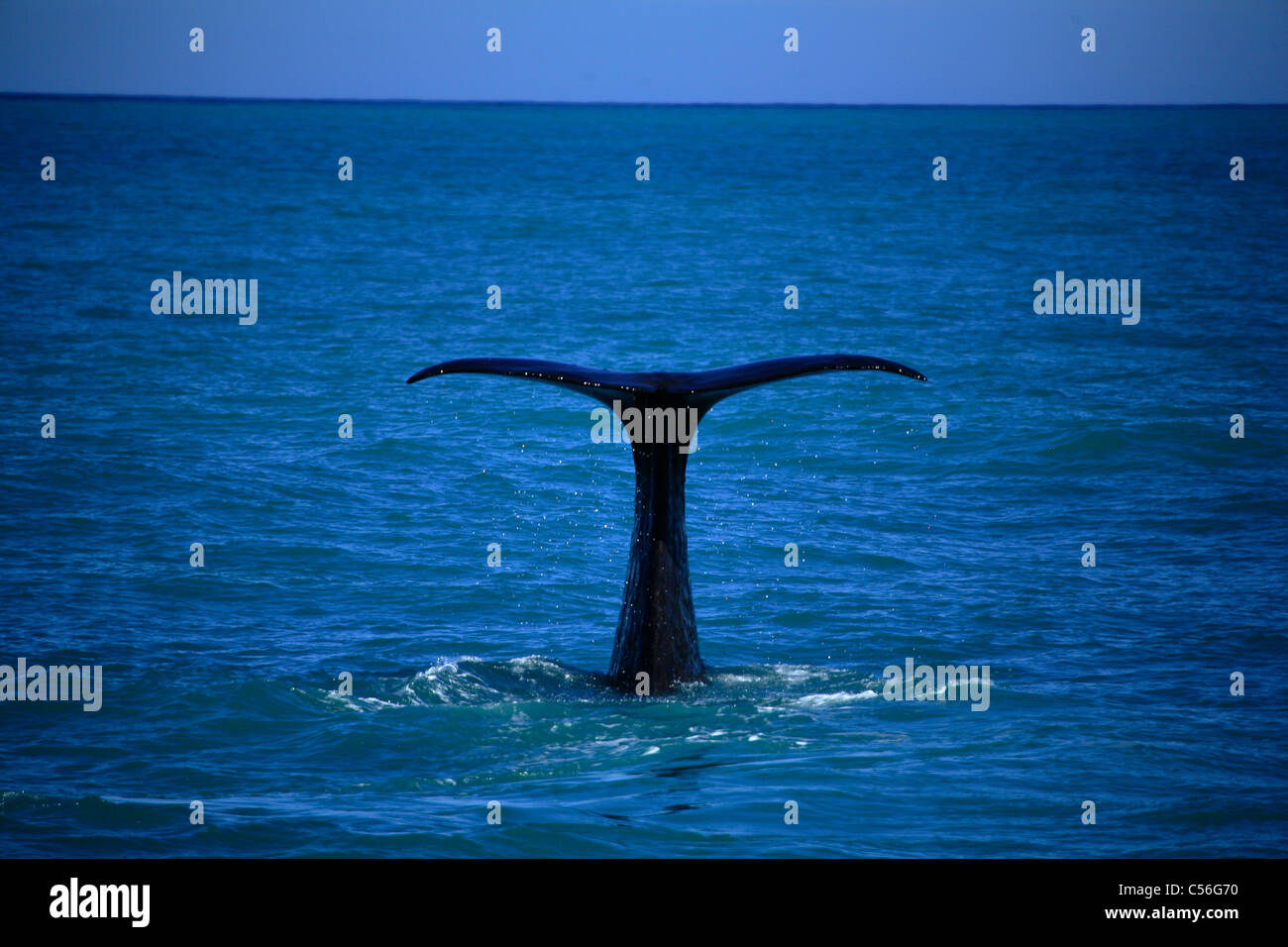 Kaikura hi-res stock photography and images - Alamy