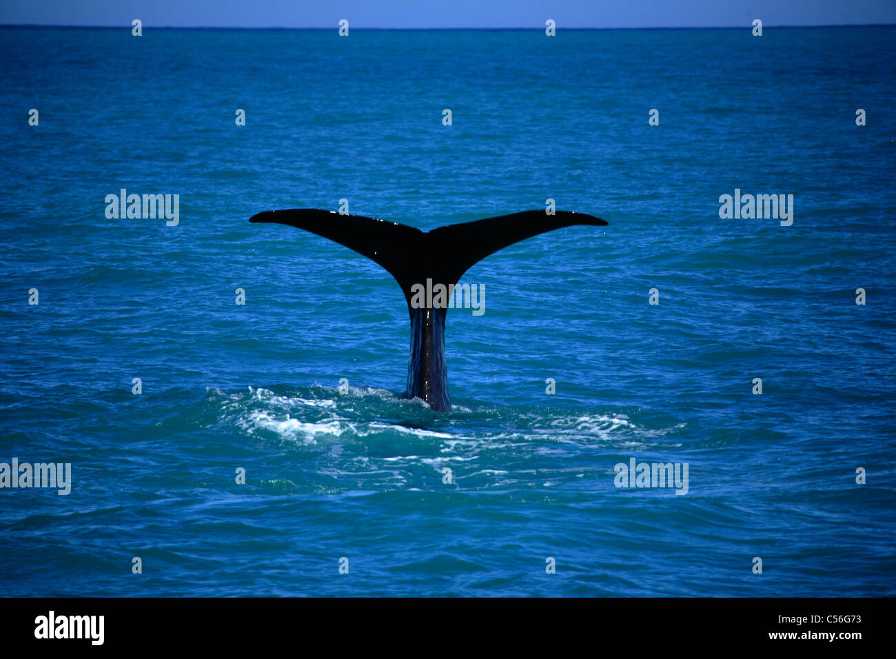 Kaikura hi-res stock photography and images - Alamy