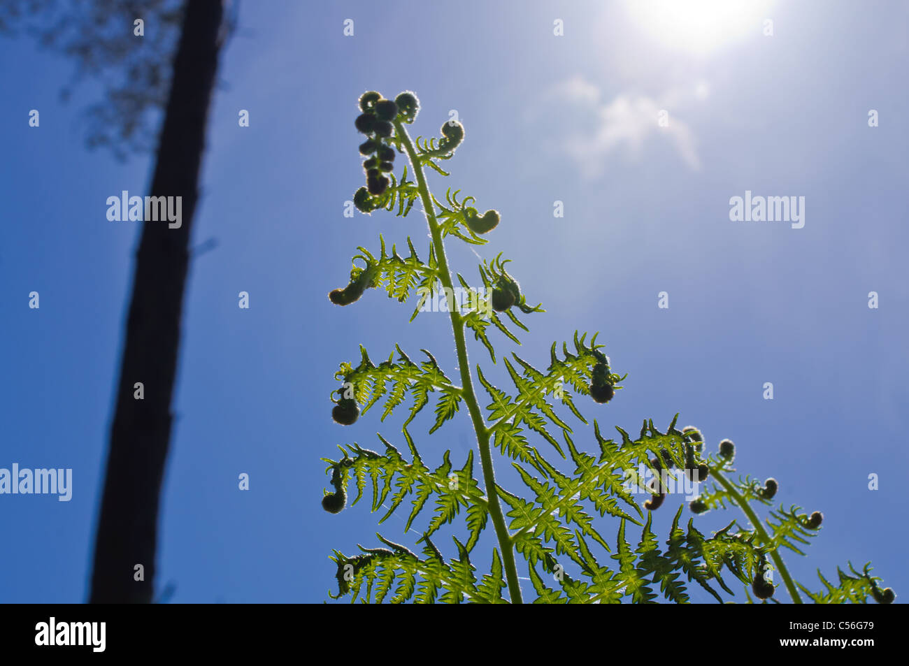 Single fern on a clear blue sky back lit by the sun with single pine ...