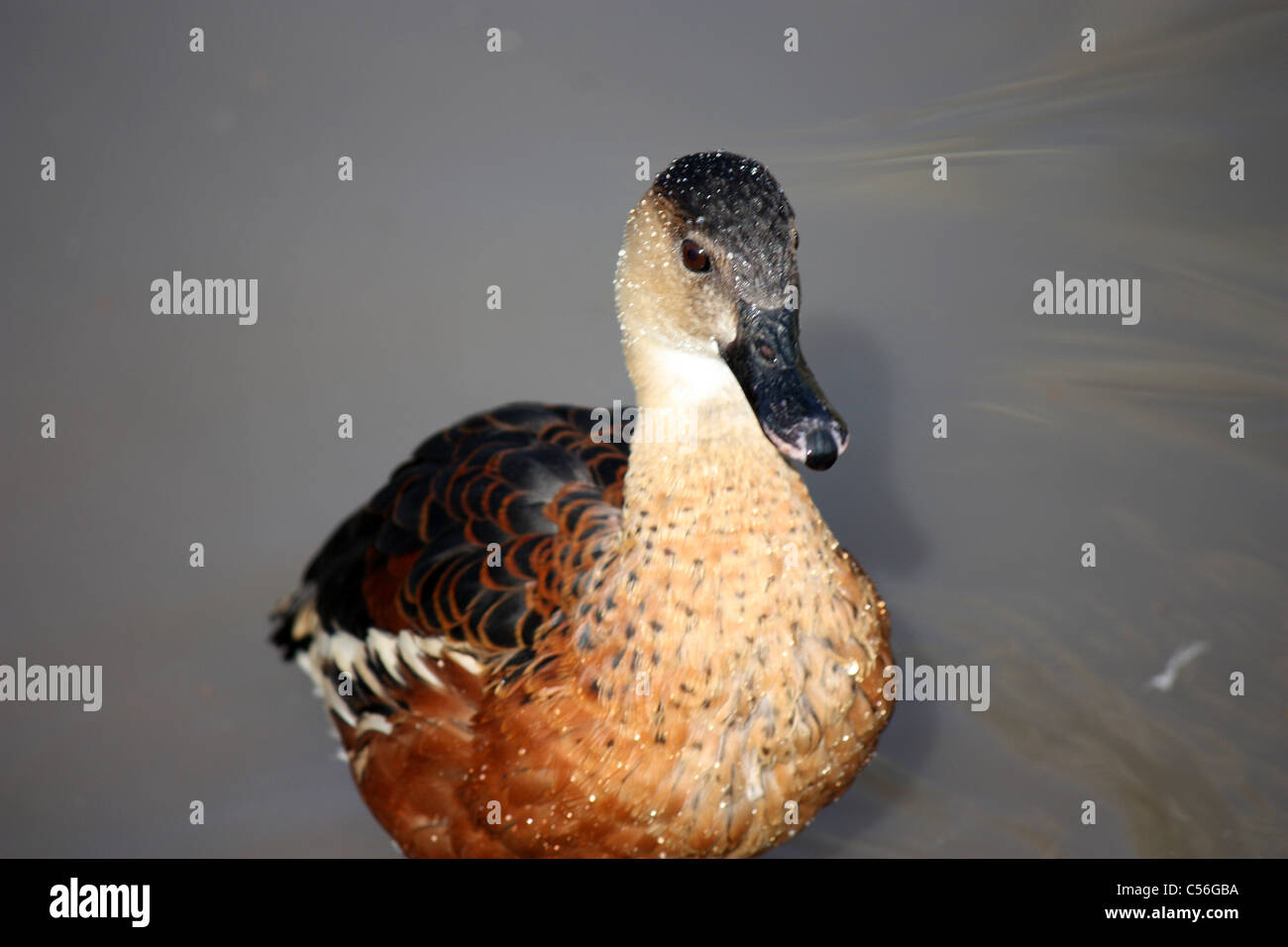 Slimbridge duck hi-res stock photography and images - Alamy