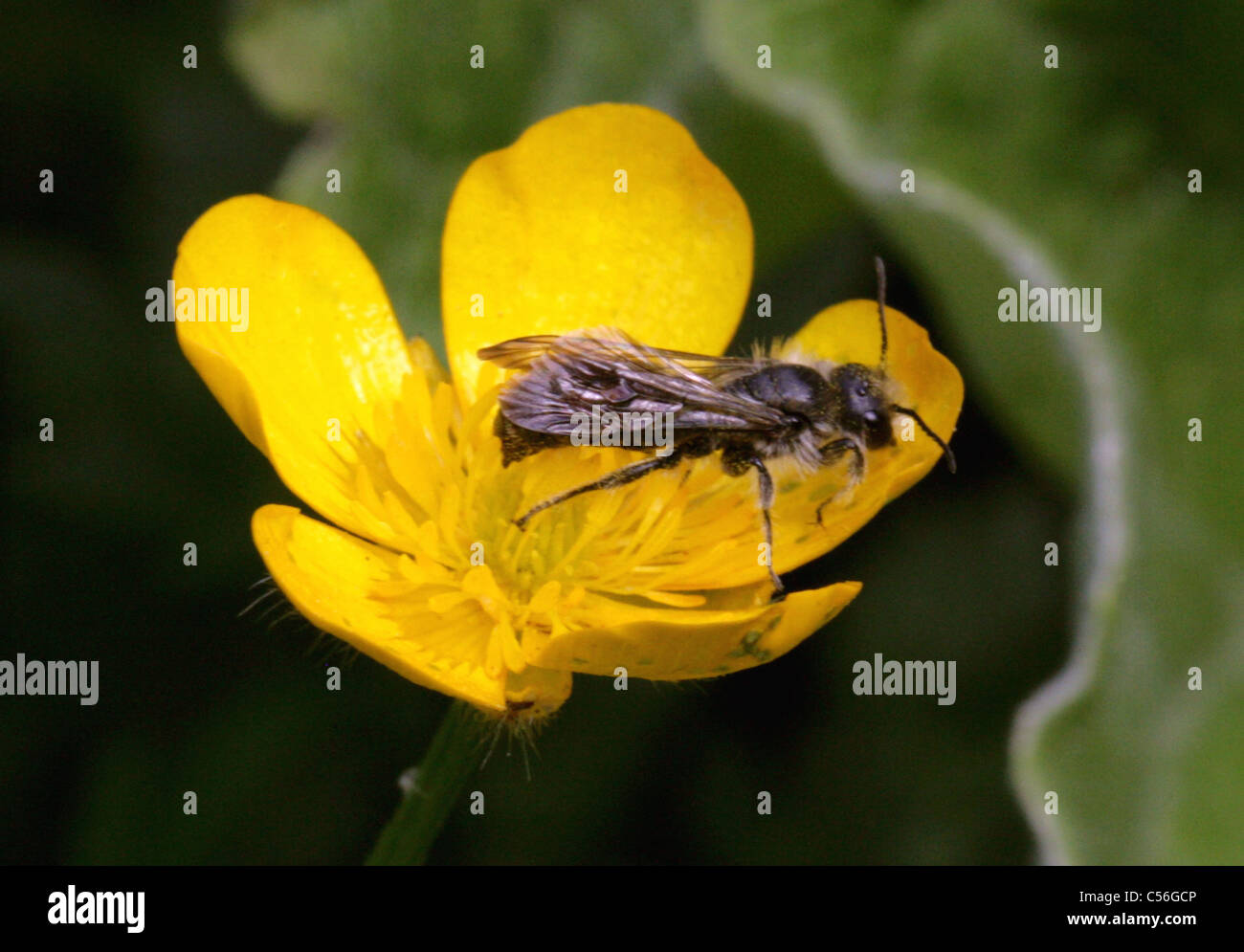 Apoidea hi-res stock photography and images - Alamy