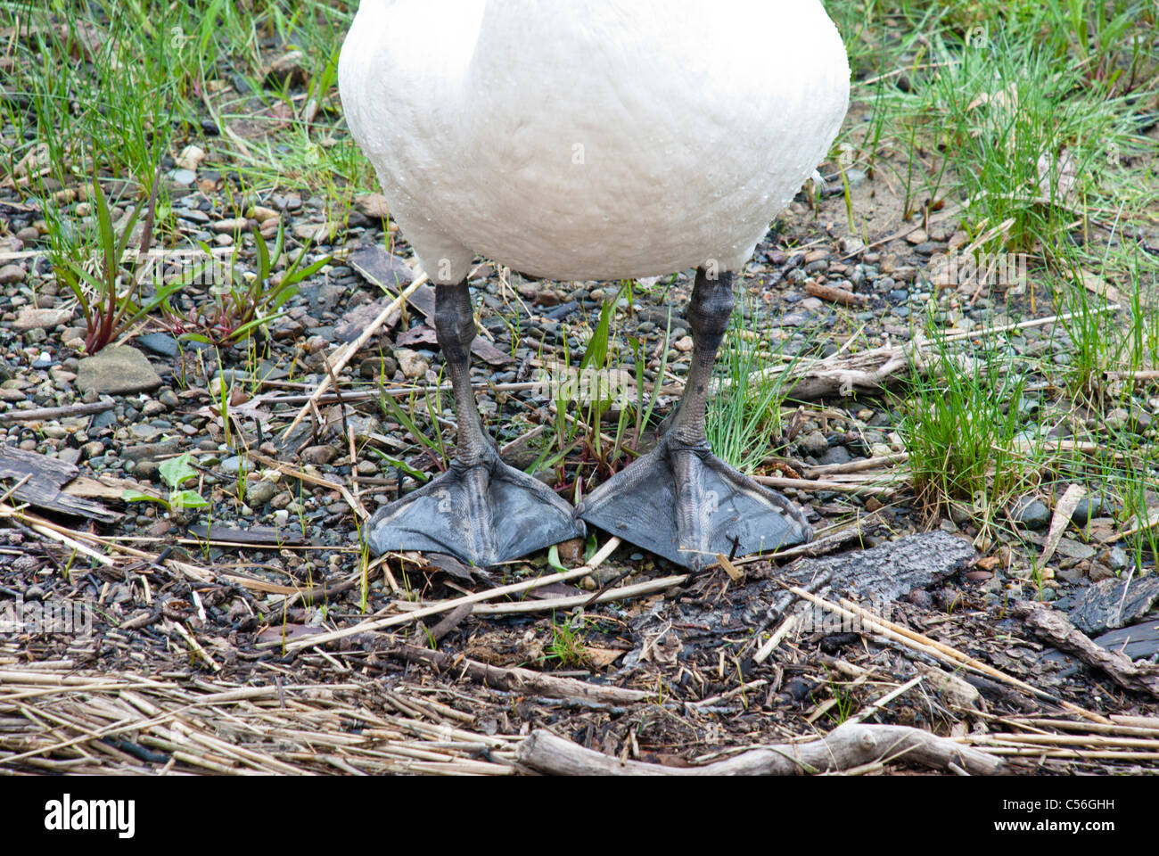 Swan feet hi-res stock photography and images - Alamy
