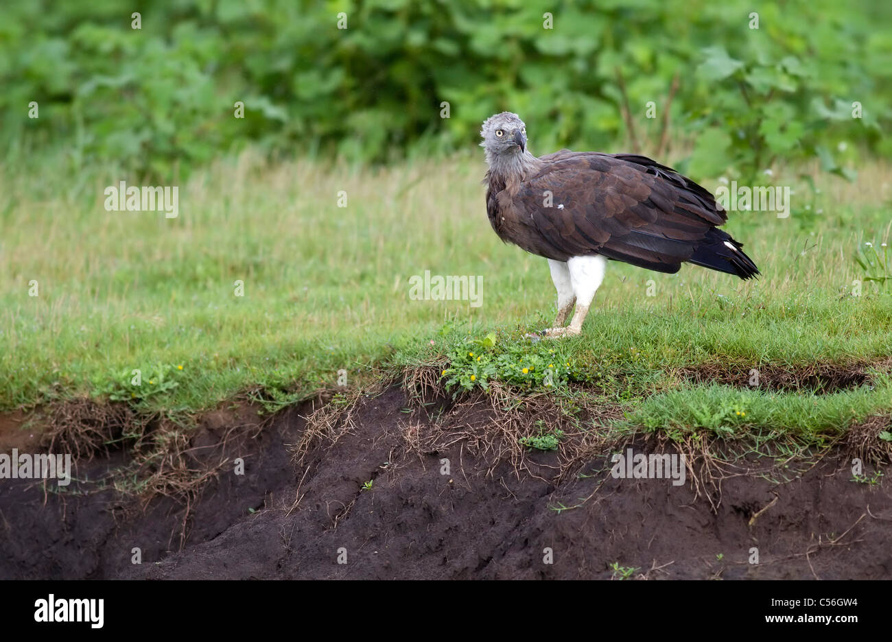Grey headed fish eagle hi-res stock photography and images - Alamy